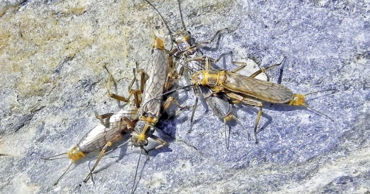 Un plécoptère alpin désigné nouvelle espèce de l'année | Rhône FM