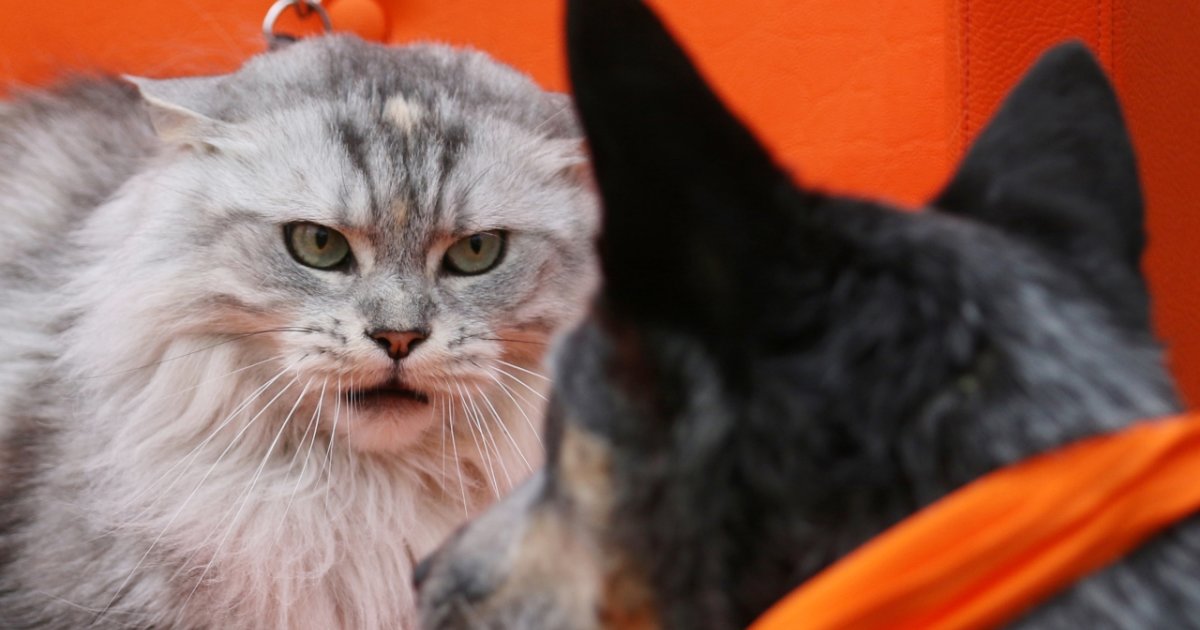 Allergie aux chats: un vaccin à l'essai chez l'humain | Rhône FM