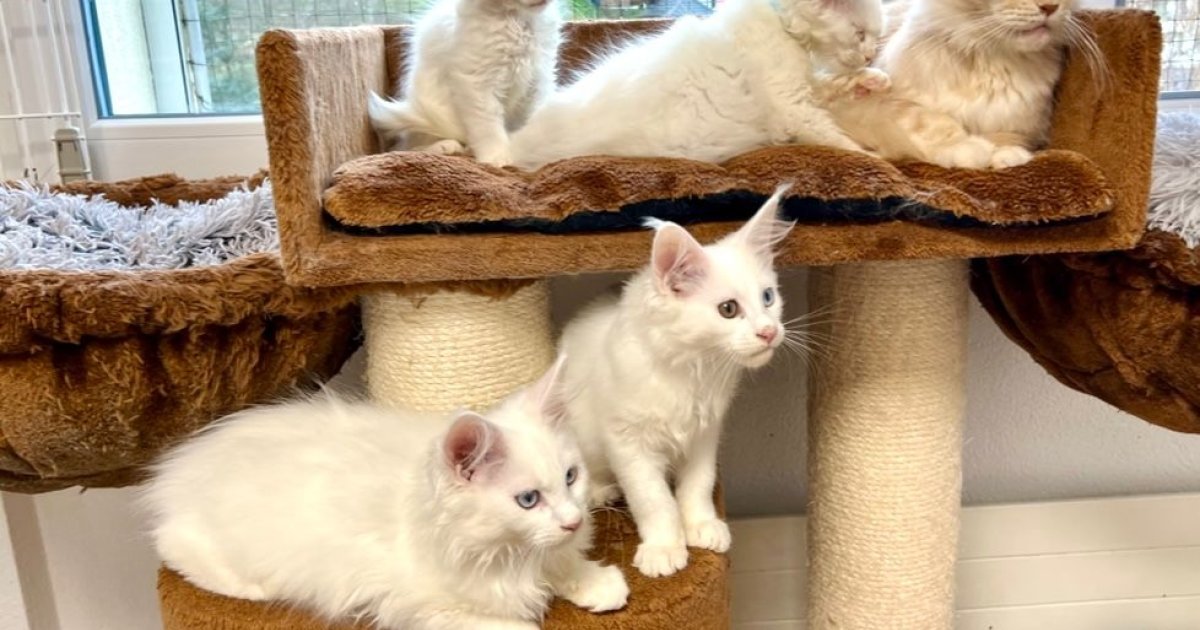 Une association sédunoise secourt près de 50 chats en un week-end ...